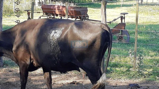 El drama de las vacas empastadas