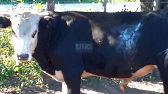 El drama de las vacas empastadas