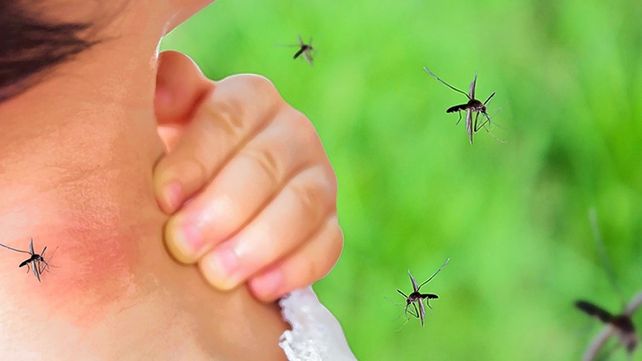 Por qué hay más mosquitos, según investigadores del Conicet